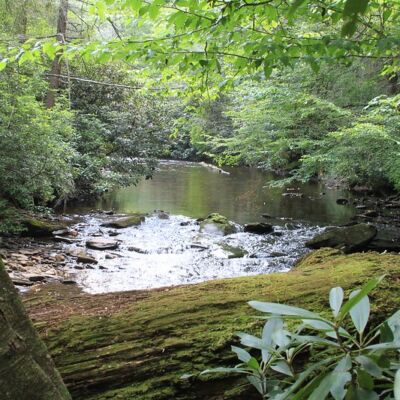 Forging a Family Tree | South Writ Large